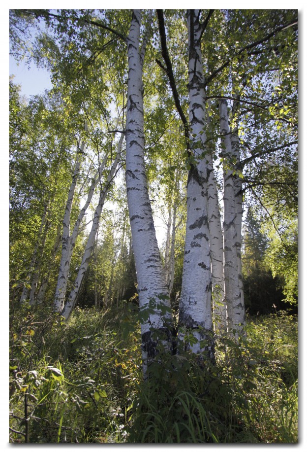 birch trees vert | Wild Alaska Chaga